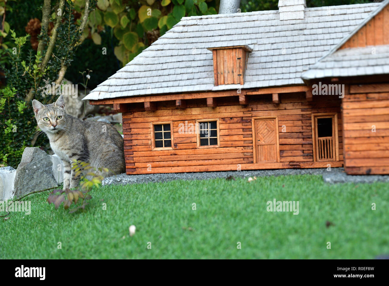 Dog and cat to snuggle in animal love best friends Stock Photo - Alamy