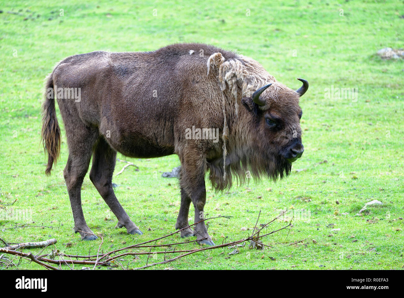 European Bison - Bison bonasus Once roamed much of central Europe Stock ...