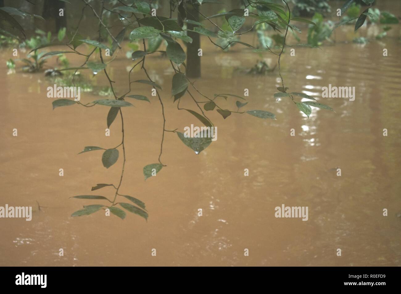 Heavy raining and flooded Kerala Stock Photo - Alamy