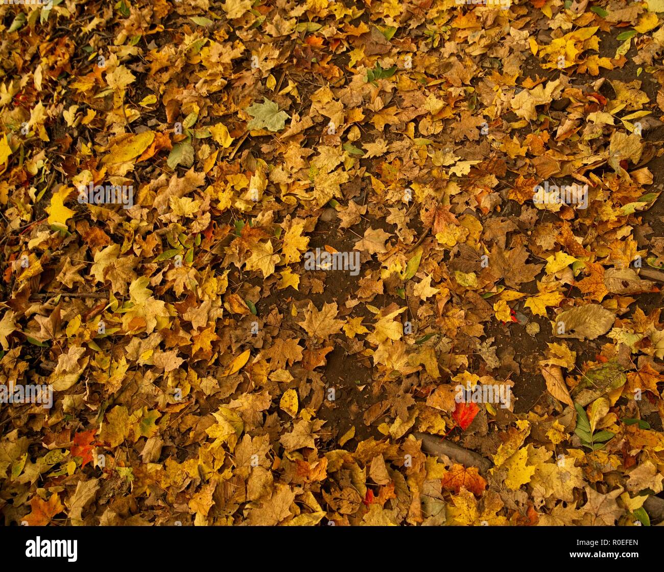 Leaves falling from trees hi-res stock photography and images - Alamy