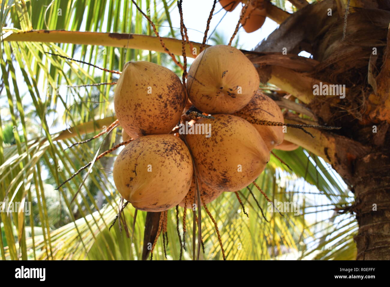 Tender coconut hi-res stock photography and images - Alamy