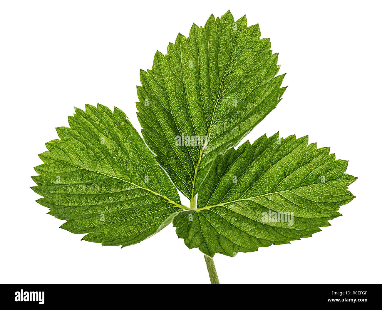 Strawberry leaf isolated on white background Stock Photo - Alamy