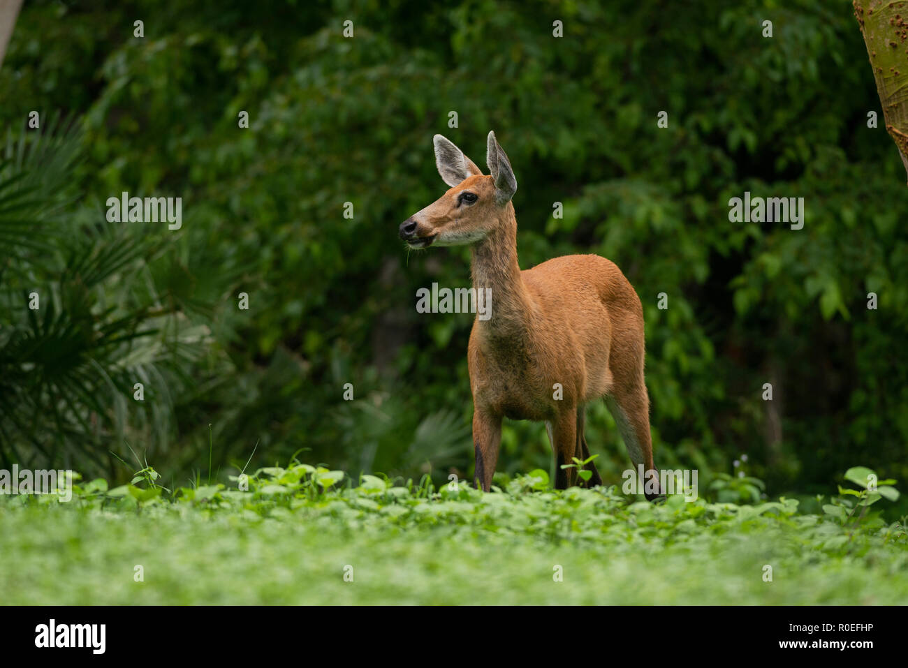 Marsh deer hi-res stock photography and images - Alamy