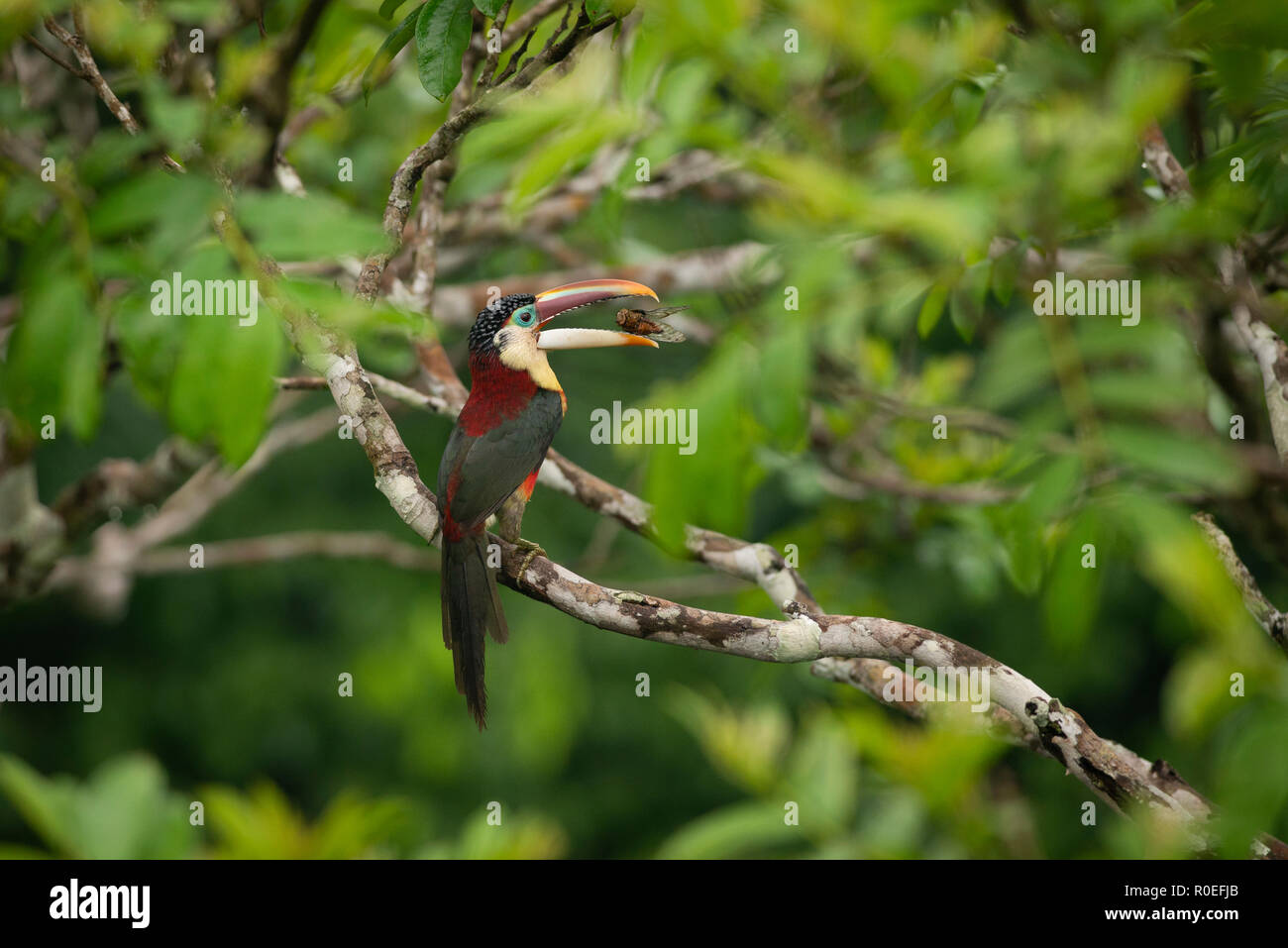 A Curl-crested Aracari feeding on a Cicada at the canopy of the Amazon ...
