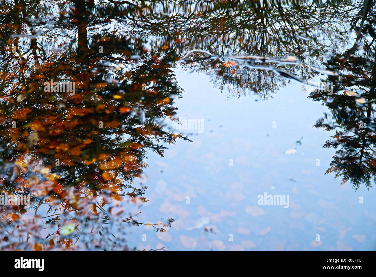 Autumn Lake Water Reflections (Trees & Leaves) #1 Stock Photo - Alamy