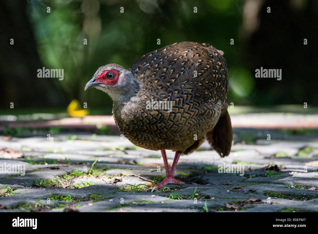 An endemic female Swinhoe's Pheasant (Lophura swinhoii) foraging in the ...