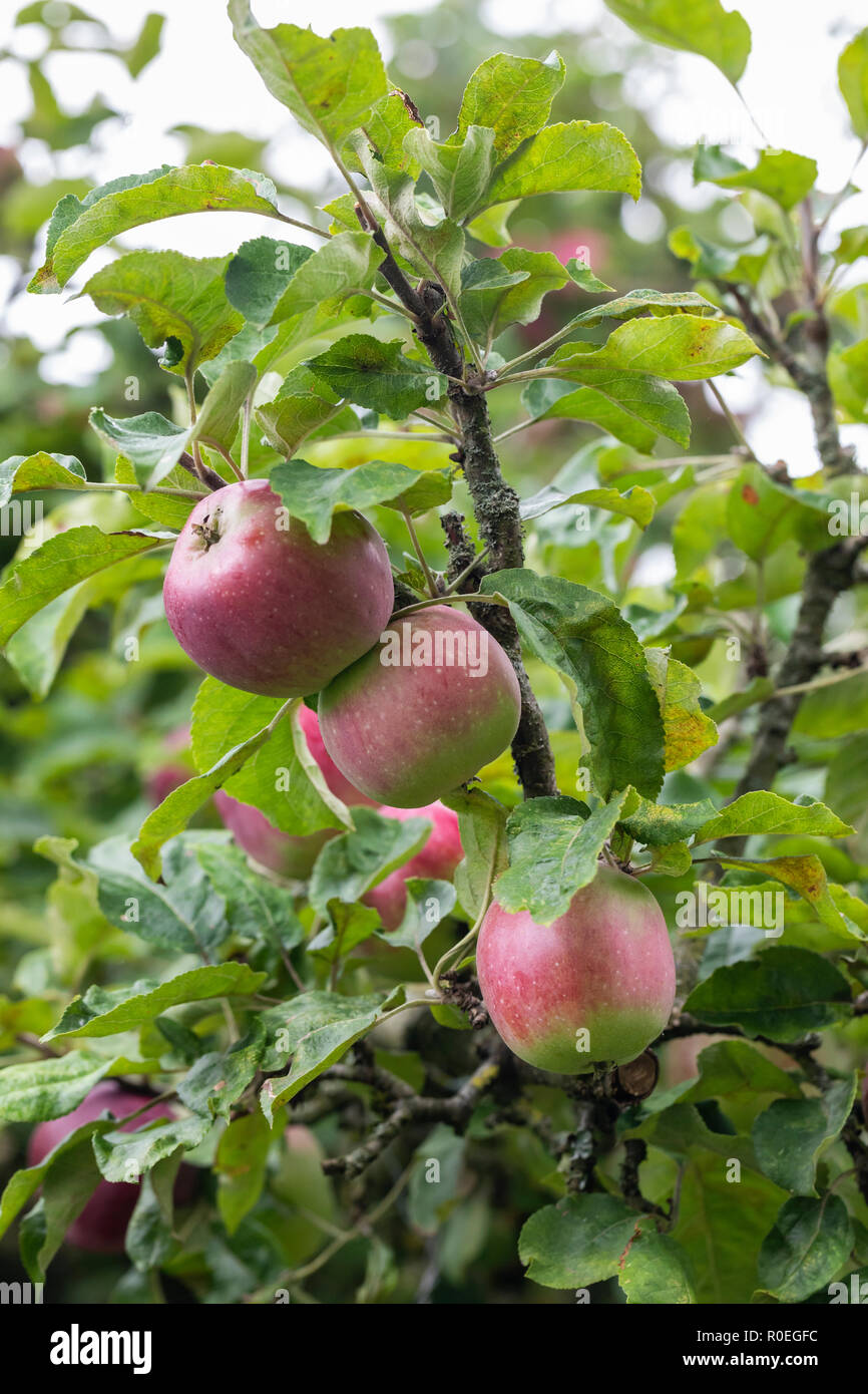 English eating apple hi-res stock photography and images - Alamy