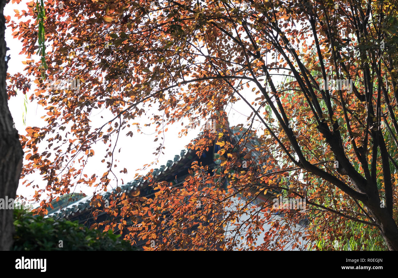 The maple tree in the Chinese garden with the old chinese building ...
