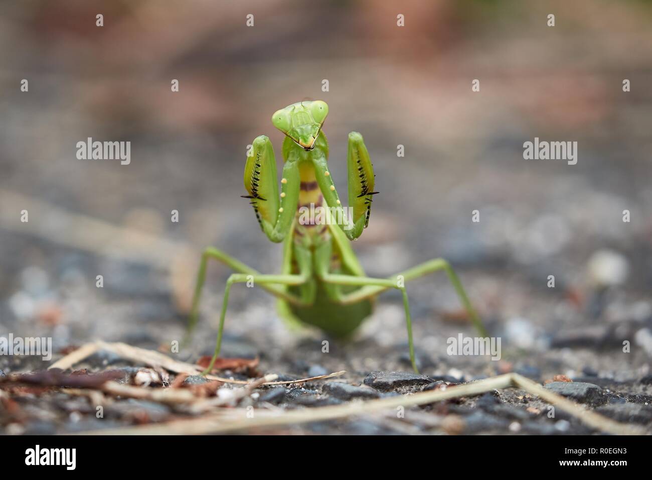 Japanese Giant Mantis Stock Photo - Alamy
