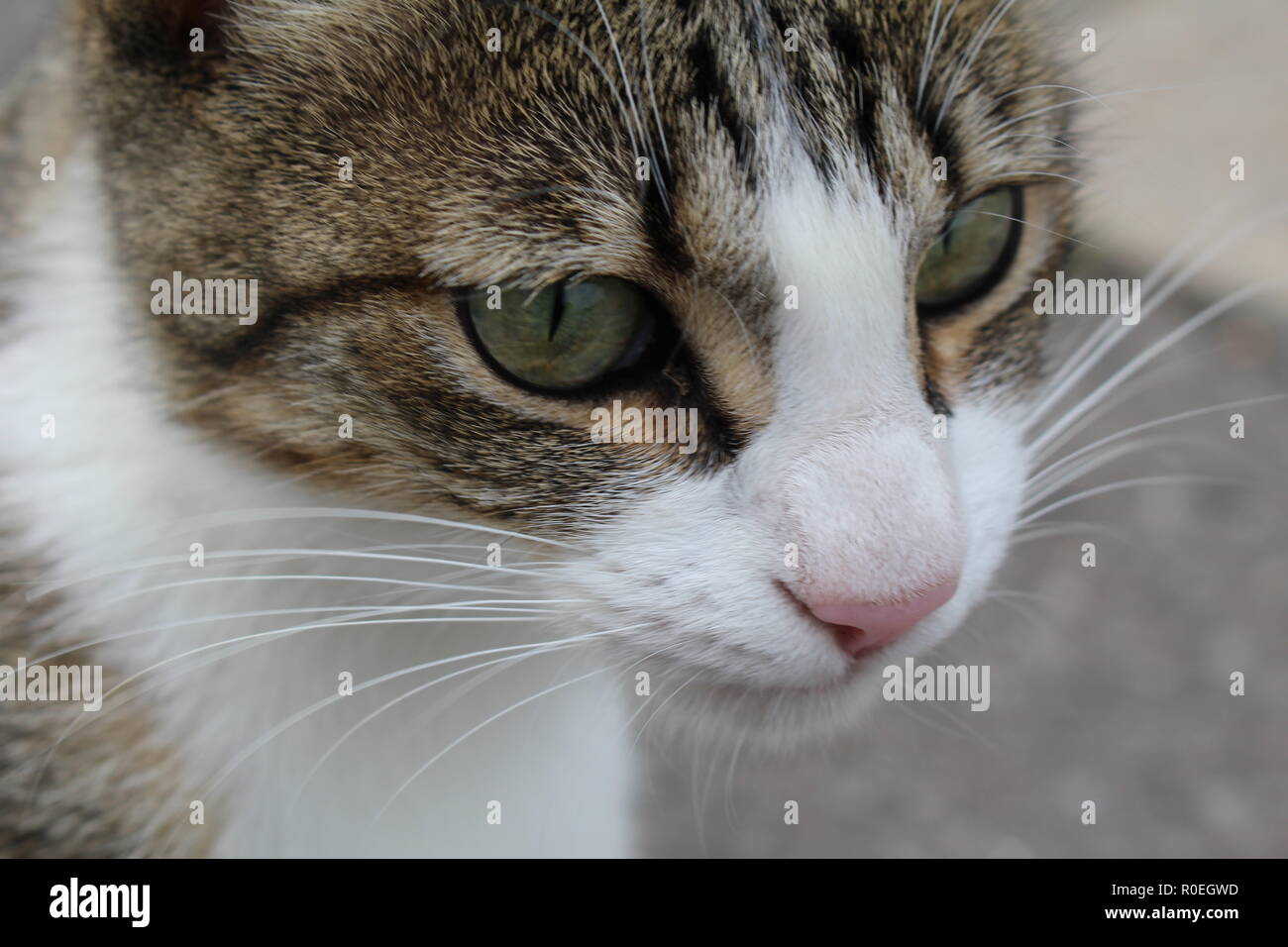 Tabby cat green eyes close hi-res stock photography and images - Alamy