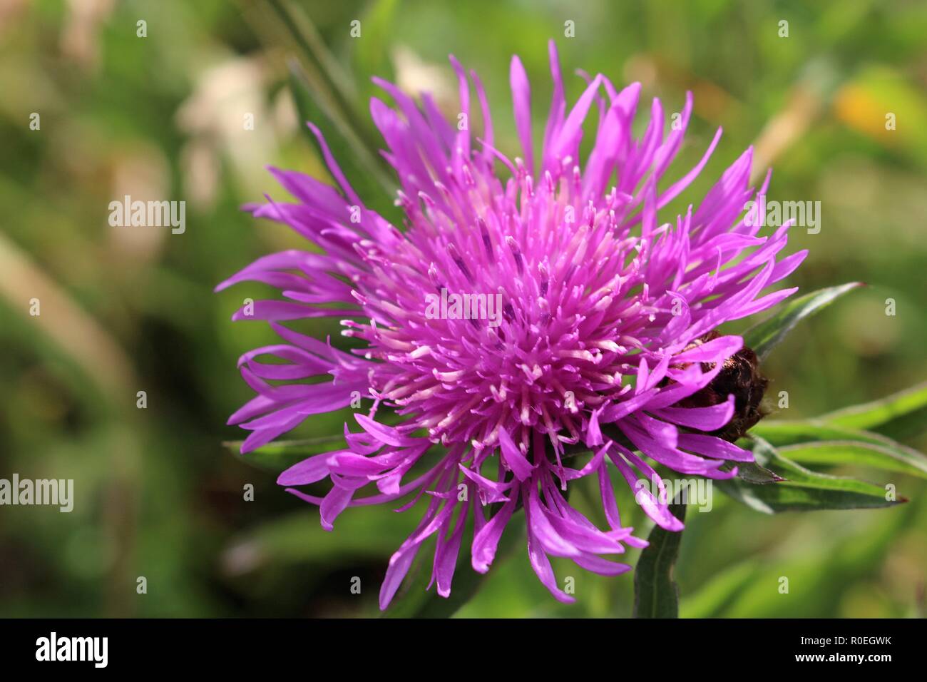 Thistle texture hi-res stock photography and images - Alamy