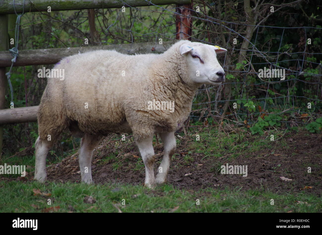 Sheep. Long-distance trail. England. UK Stock Photo - Alamy