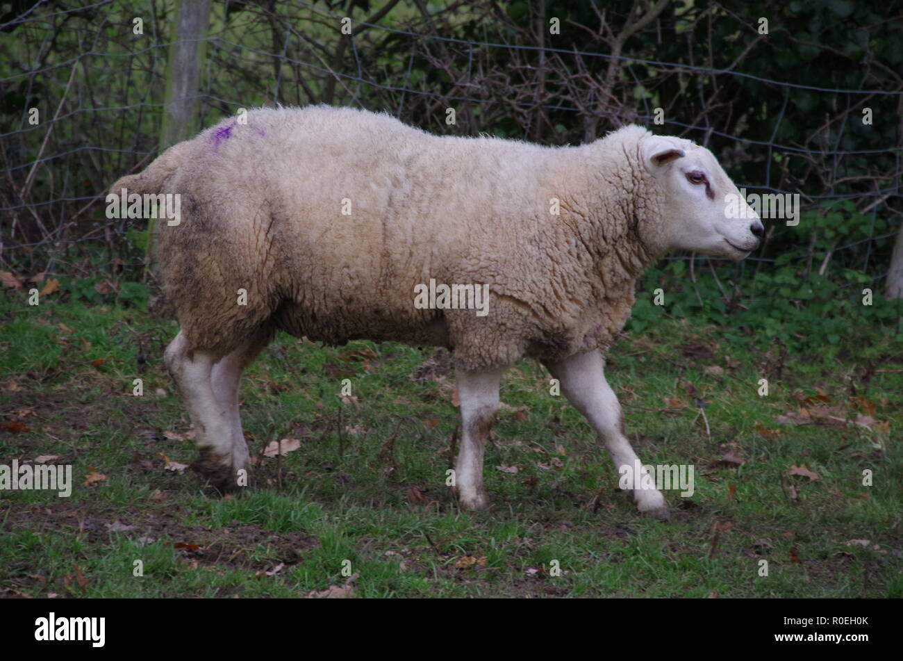 Sheep. Long-distance trail. England. UK Stock Photo - Alamy