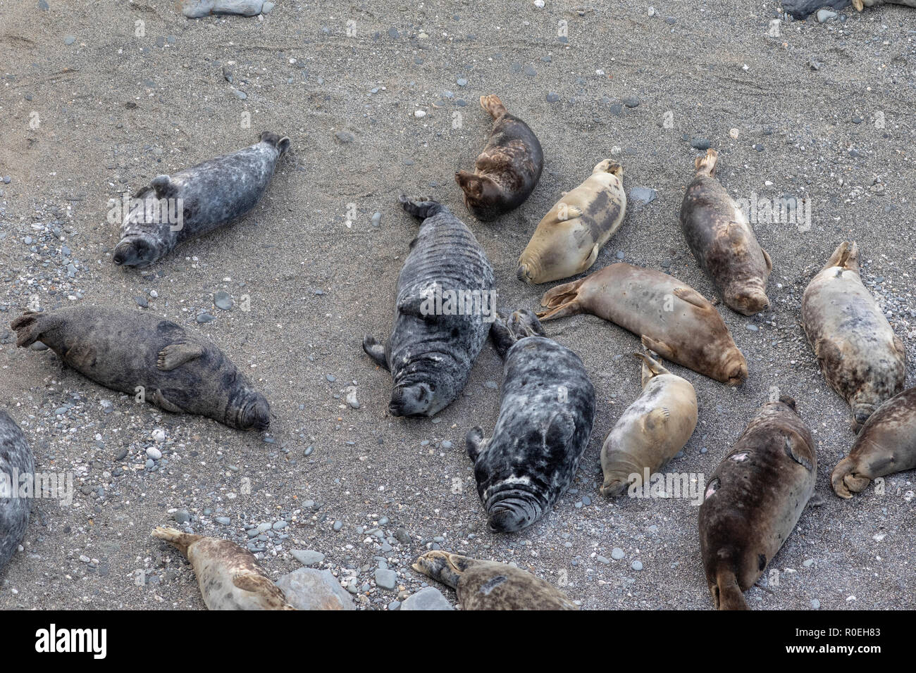Seals resting on the beach below Godrevy point at low water, Cornwall ...