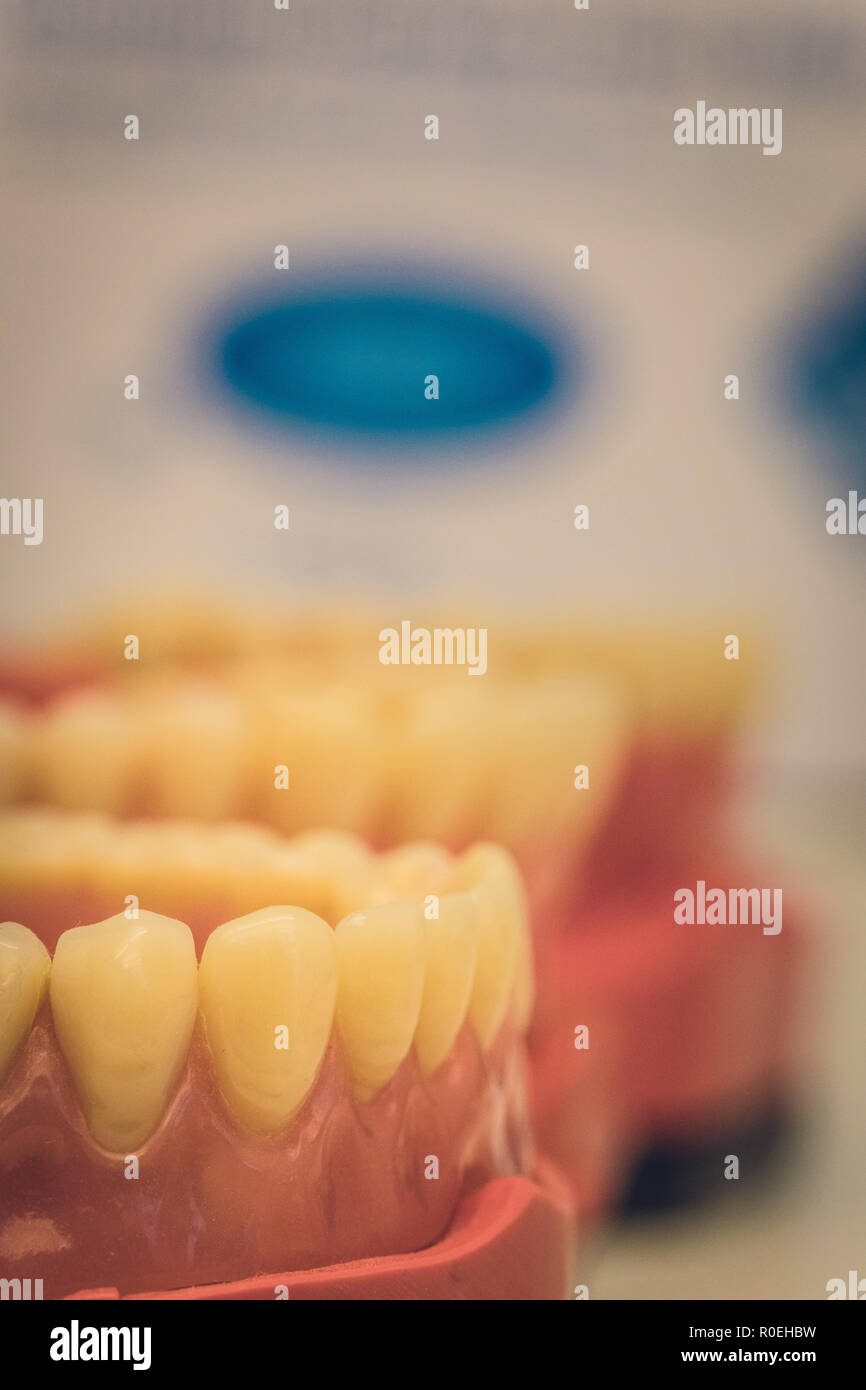 Detailed close up of dental denture or teeth on a table, dentistry ...