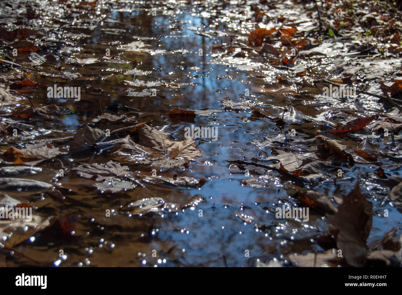 Fall Day Puddle Stock Photo - Alamy