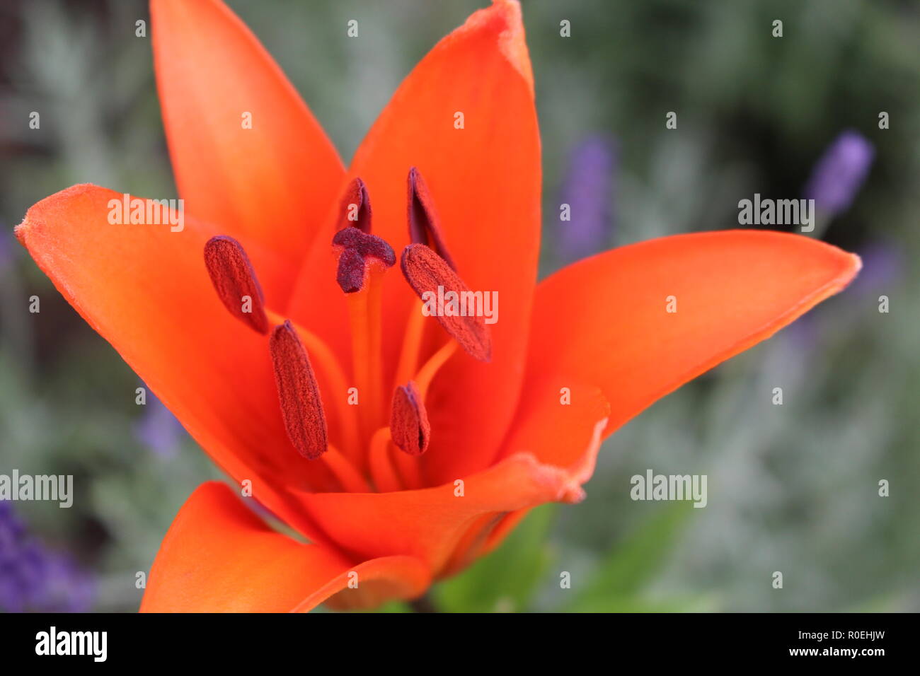 Lilium pollen hi-res stock photography and images - Alamy