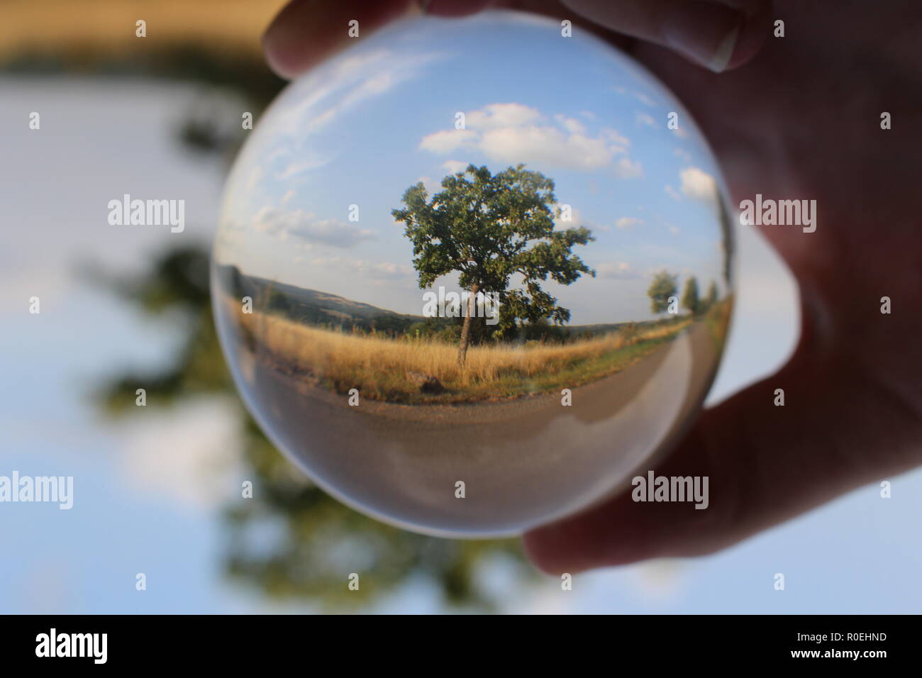 Lonely tree in summer hi-res stock photography and images - Alamy
