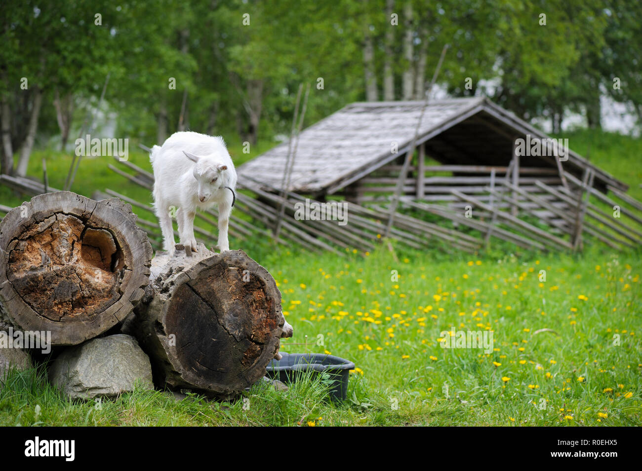 Playful young goat Stock Photo - Alamy