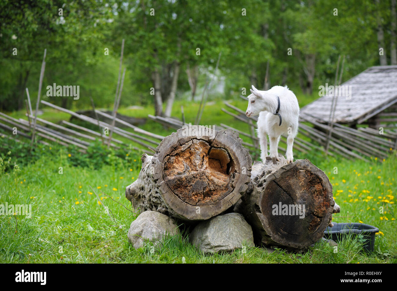 Playful young goat Stock Photo - Alamy