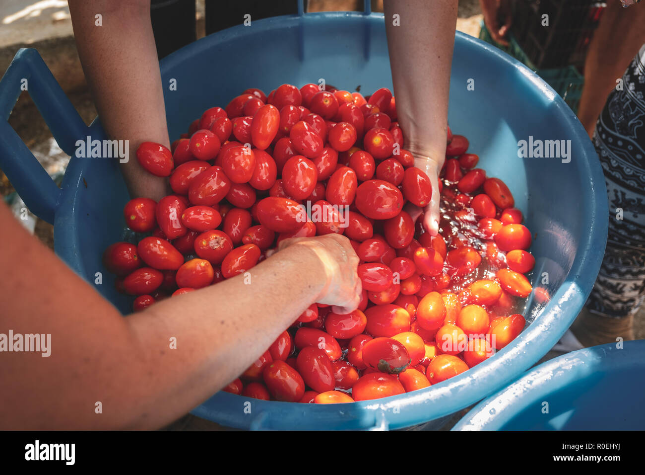 The traditional preparation of the tomato sauce in the south of italy ...