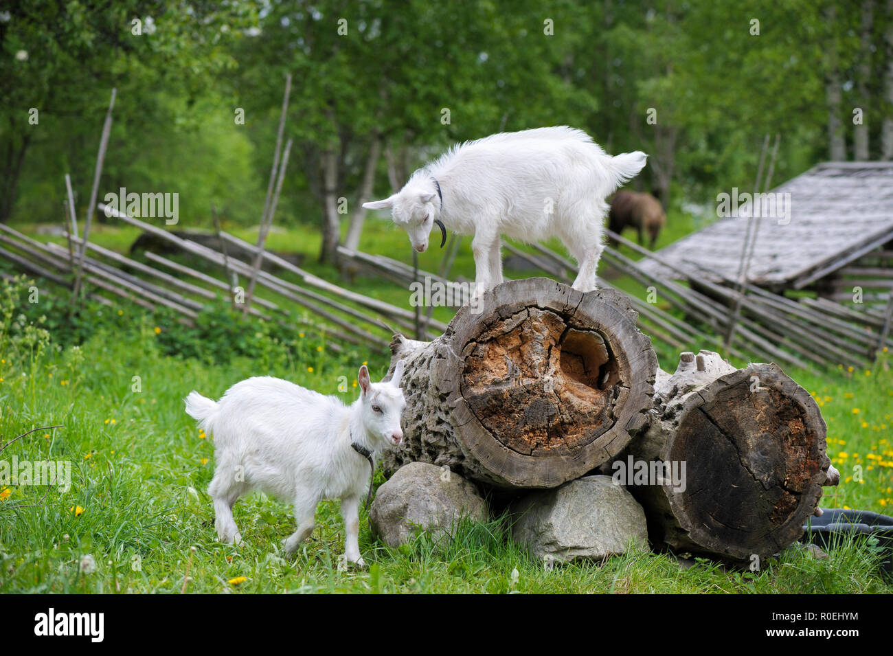 Young animal animals goats hi-res stock photography and images - Alamy