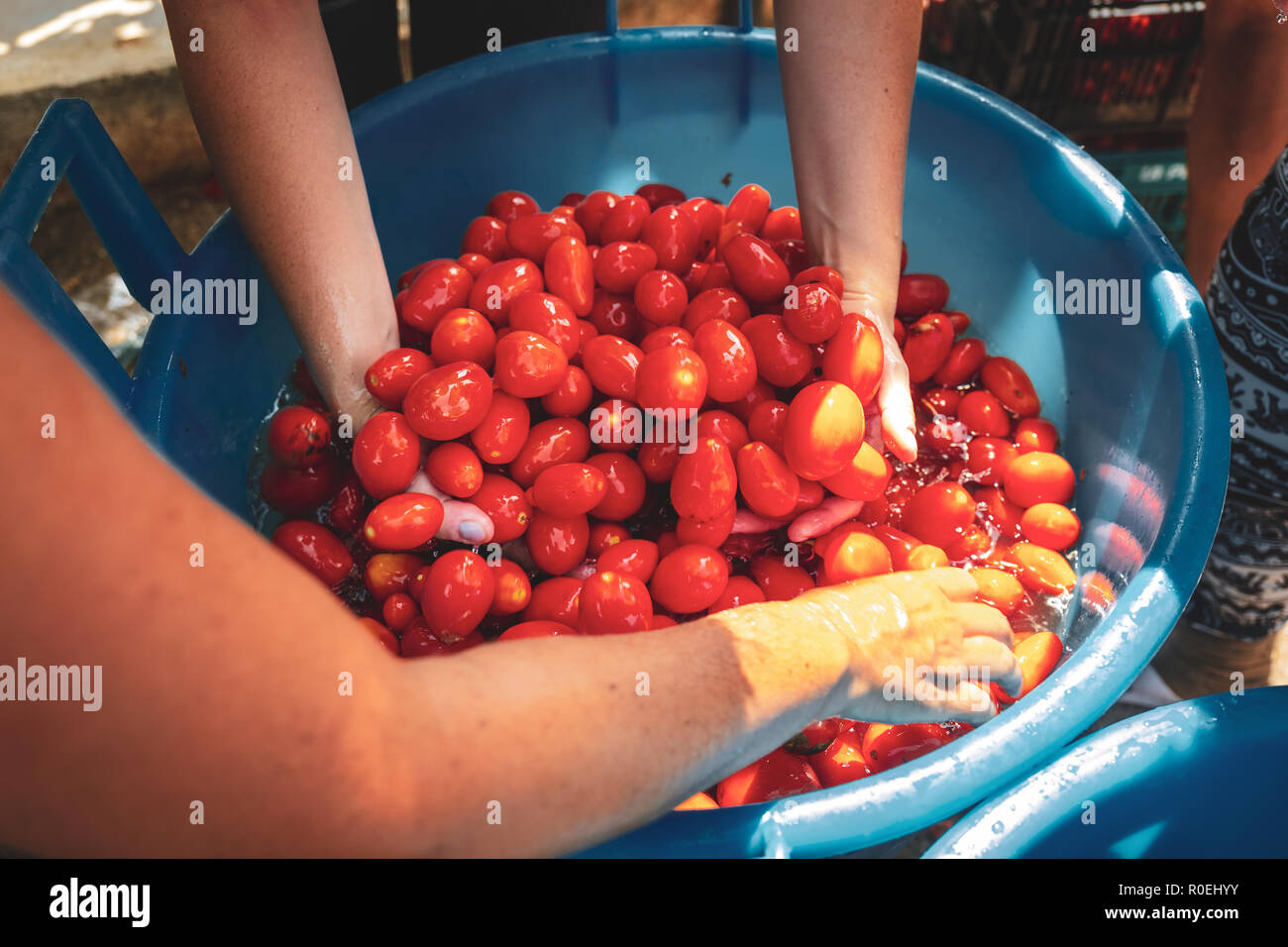 The traditional preparation of the tomato sauce in the south of italy ...