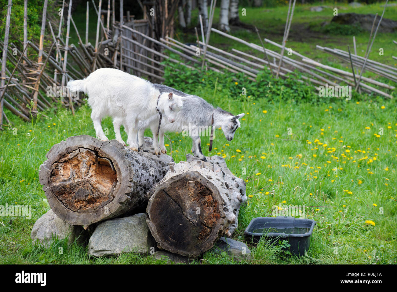 Young animal goat hi-res stock photography and images - Alamy