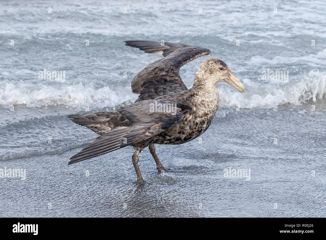 Southern Giant Petrel Stock Photo - Alamy