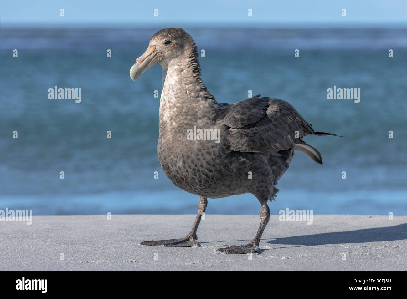 Southern Giant Petrel Stock Photo - Alamy