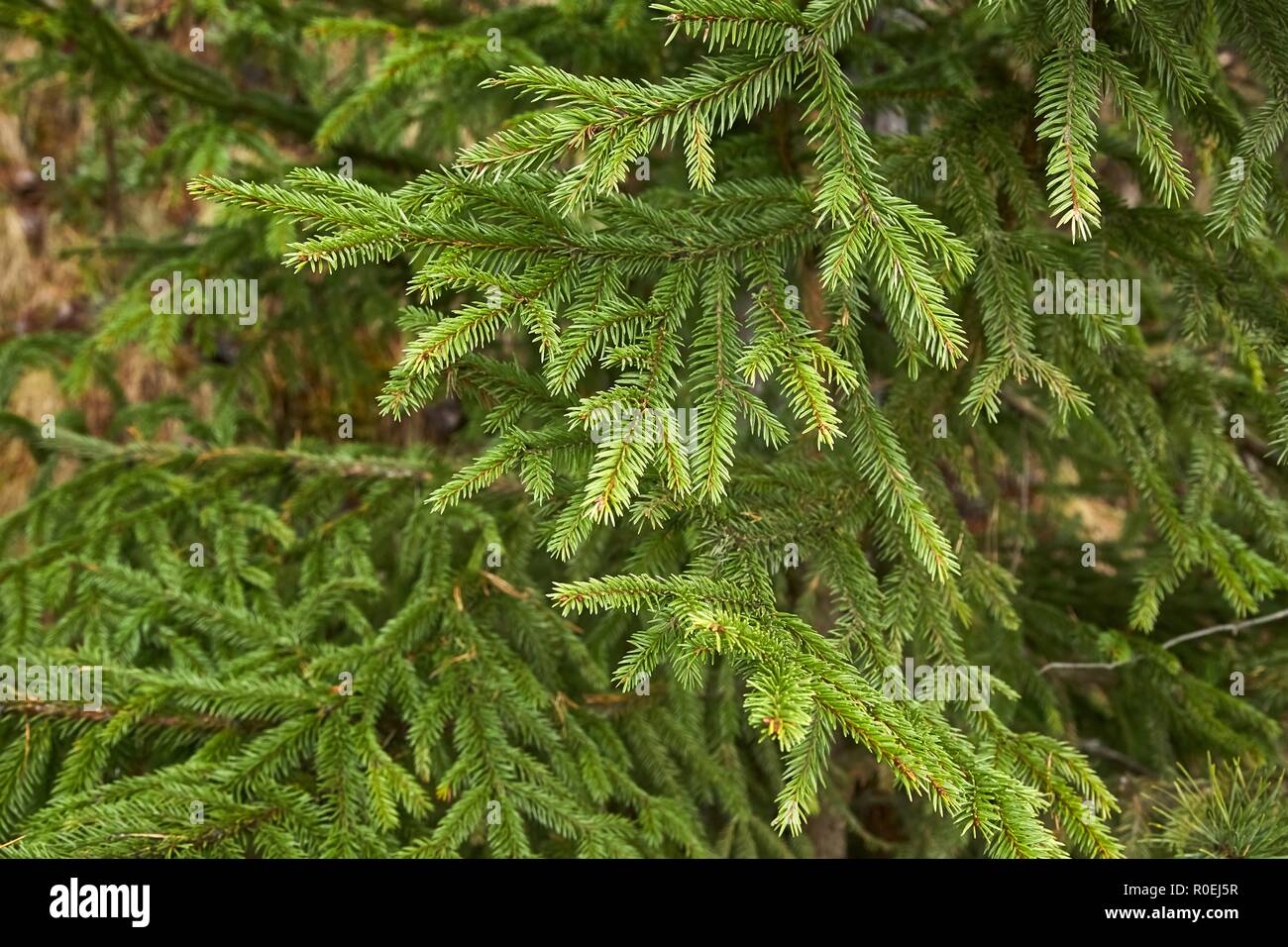 Bright green branches pine hi-res stock photography and images - Alamy