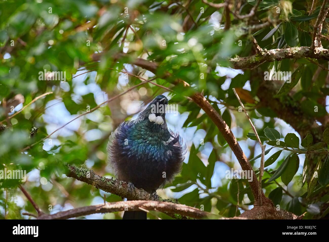 Tui bird in trees hi-res stock photography and images - Alamy