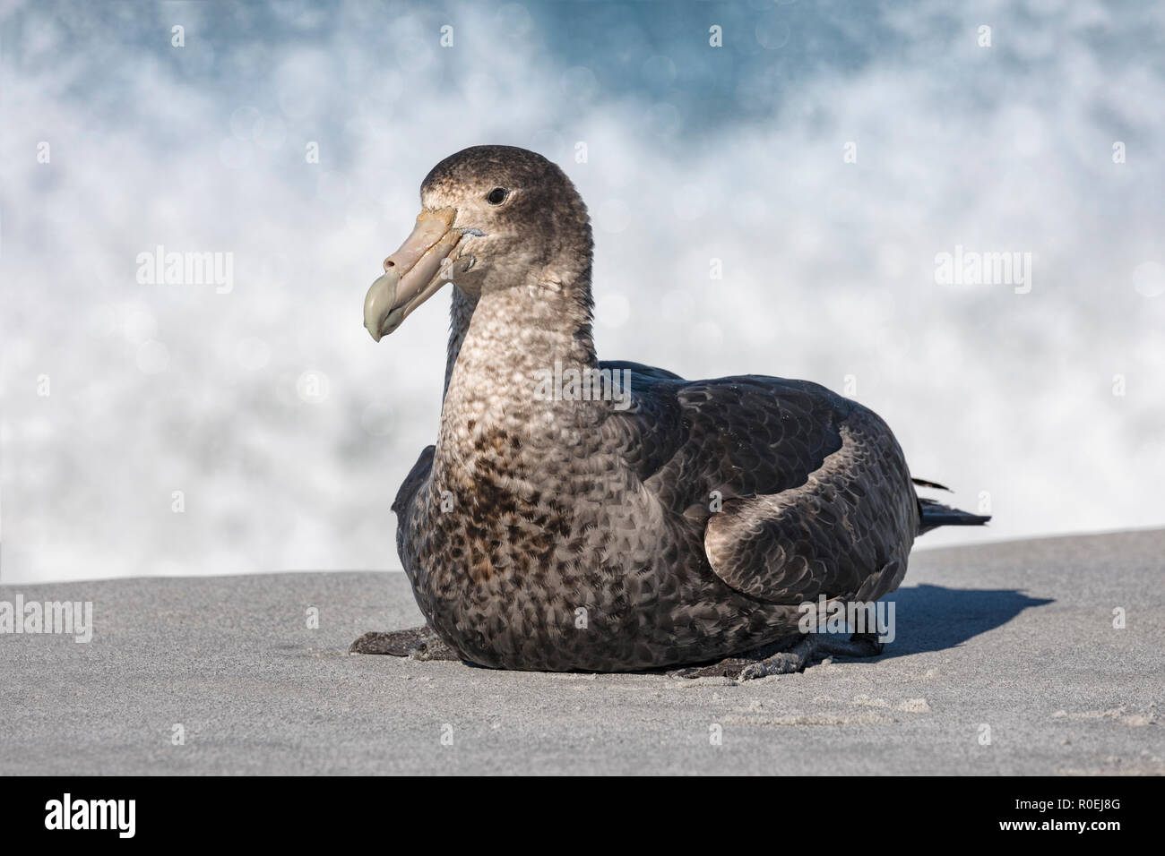 Storm petrel uk hi-res stock photography and images - Alamy