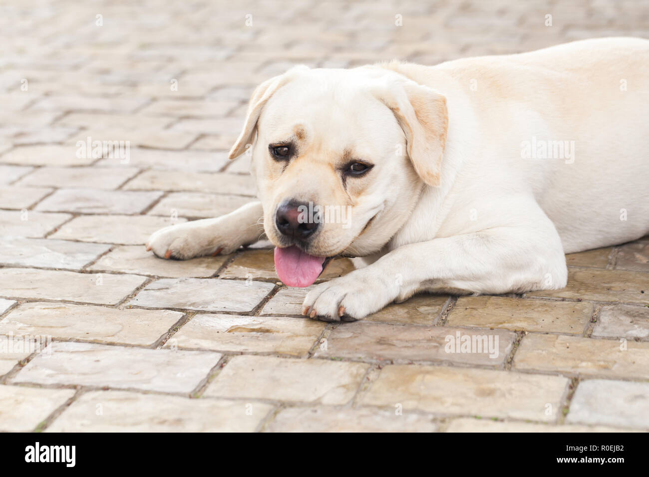 Yellow retriever hi-res stock photography and images - Alamy