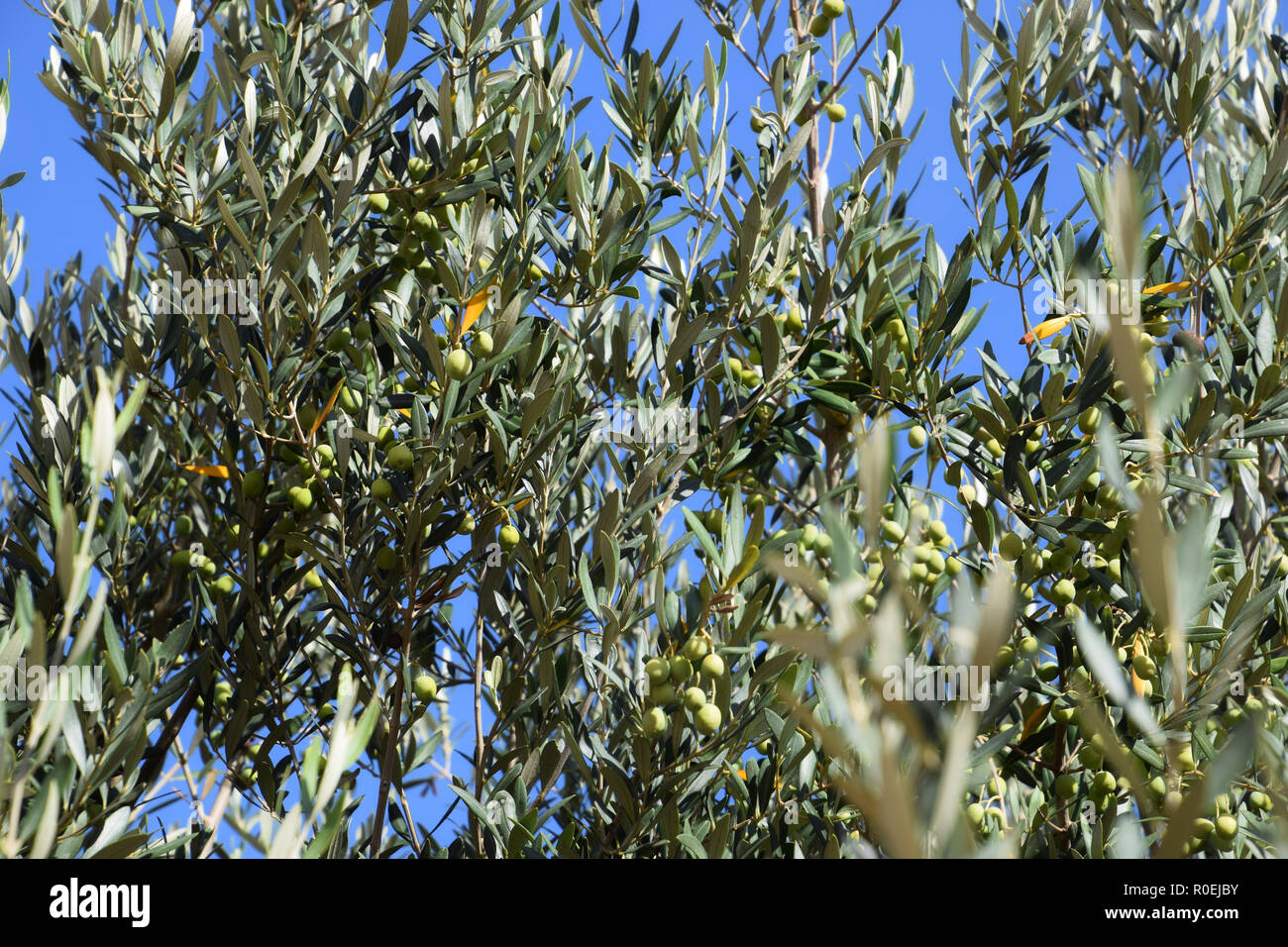 unripe olives on the tree against azure sky background, olive tree with ...