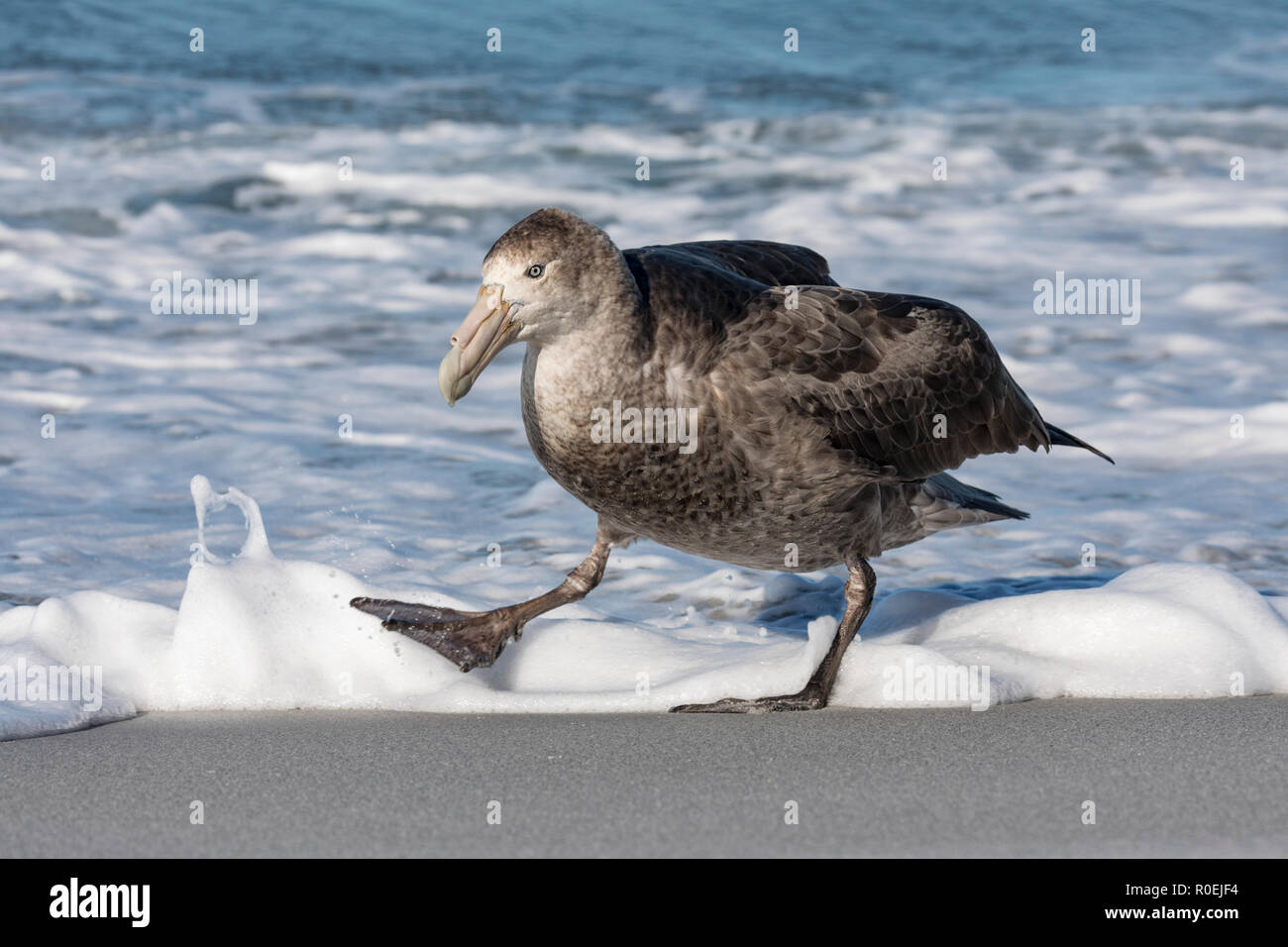 Southern Giant Petrel Stock Photo - Alamy