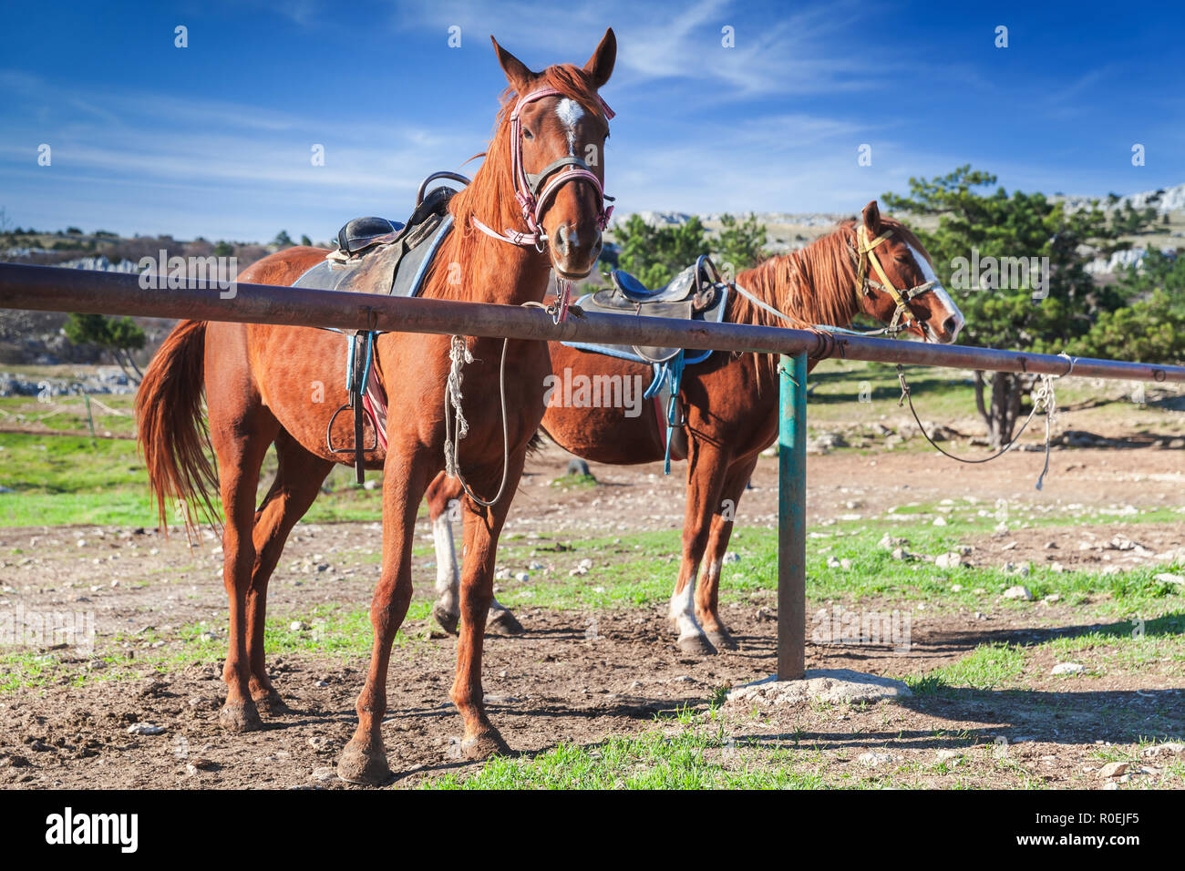 Summer riding hi-res stock photography and images - Alamy