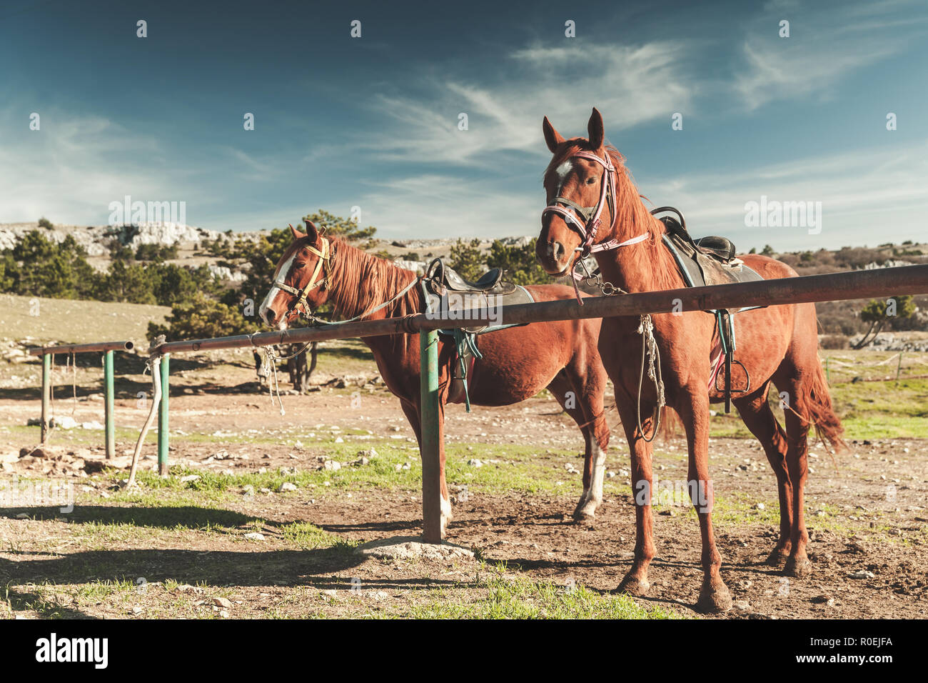 Stylized horses hi-res stock photography and images - Alamy