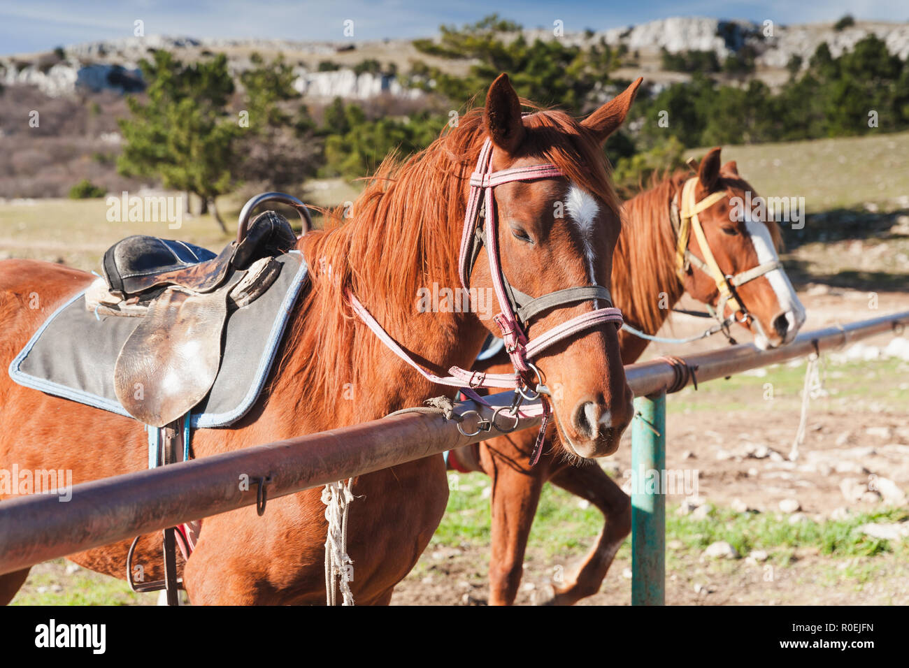 Riding horse up mountain hi-res stock photography and images - Alamy