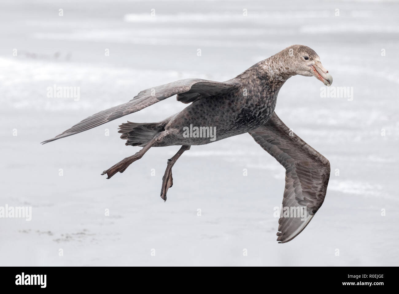 Southern Giant Petrel Stock Photo - Alamy