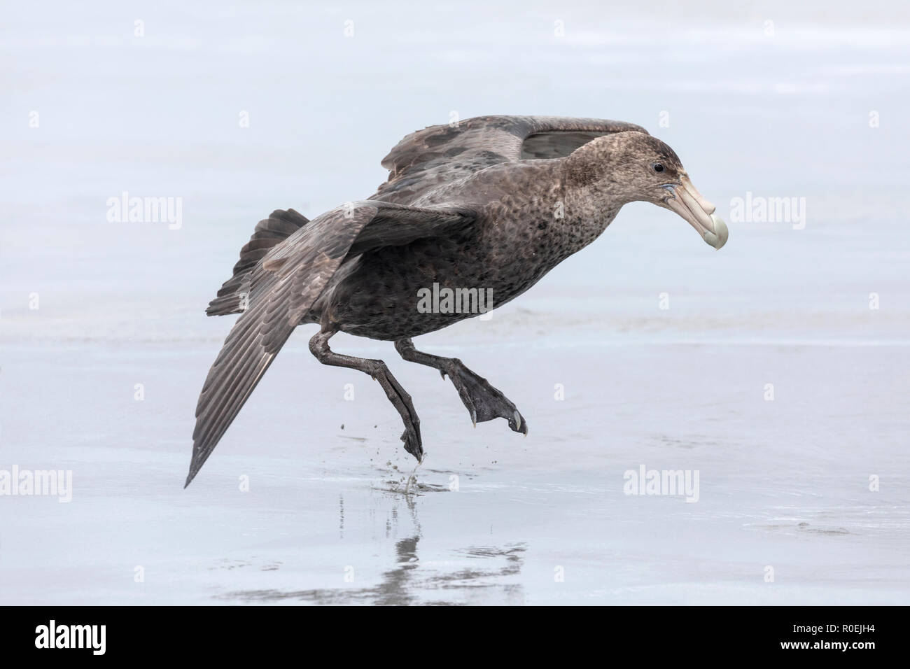 Southern Giant Petrel Stock Photo - Alamy