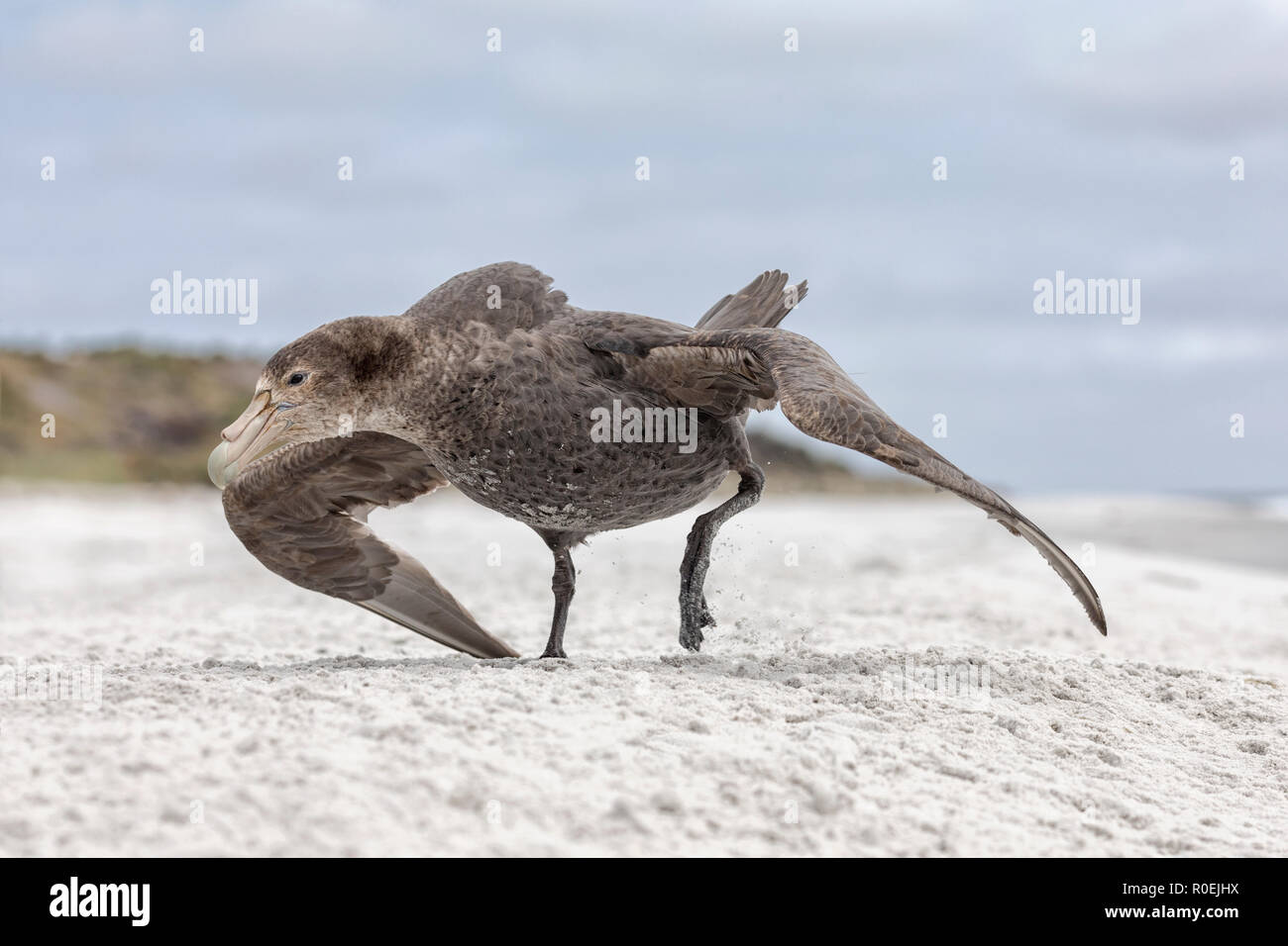 Southern Giant Petrel Stock Photo - Alamy