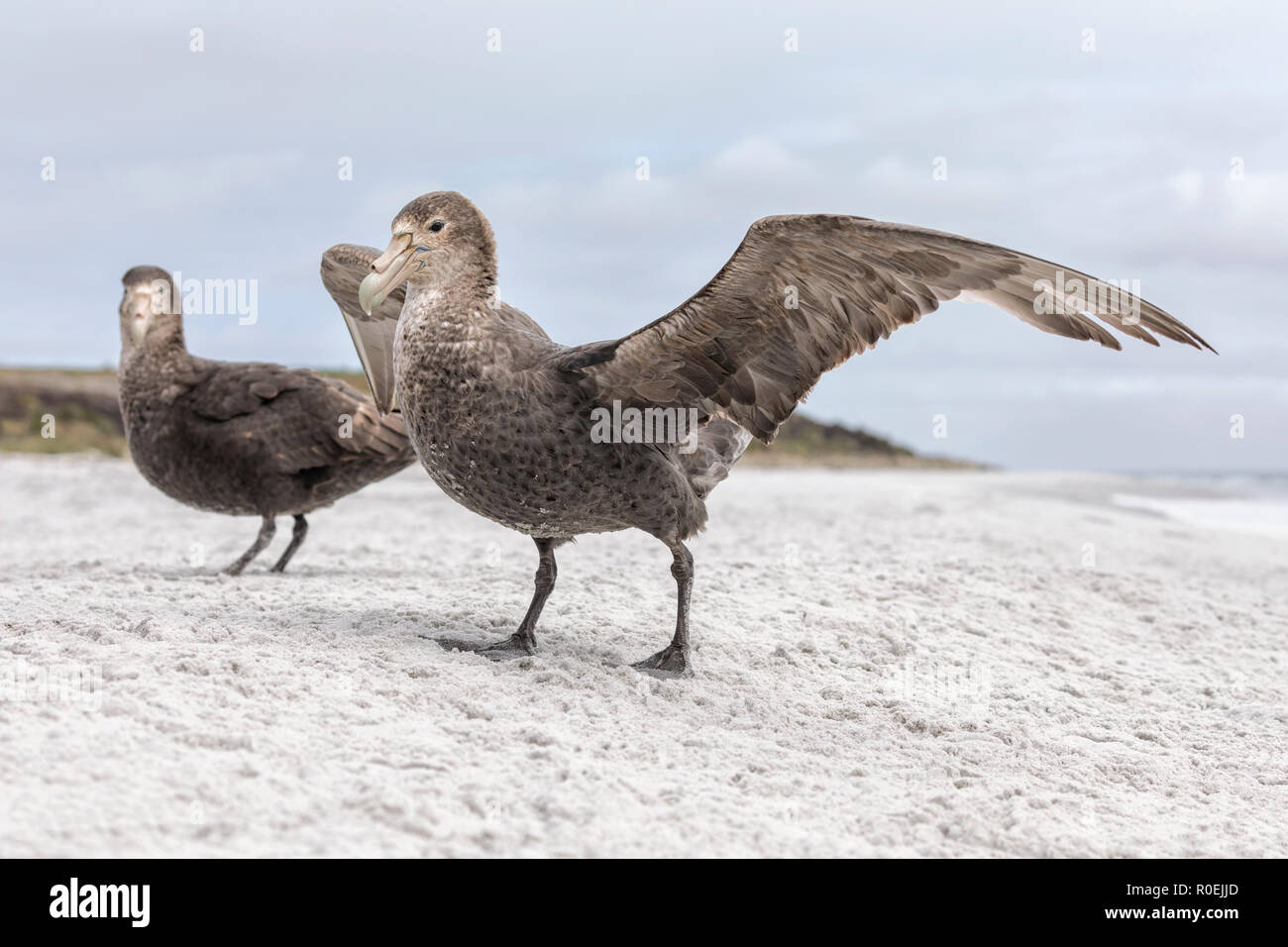 Southern Giant Petrel Stock Photo - Alamy