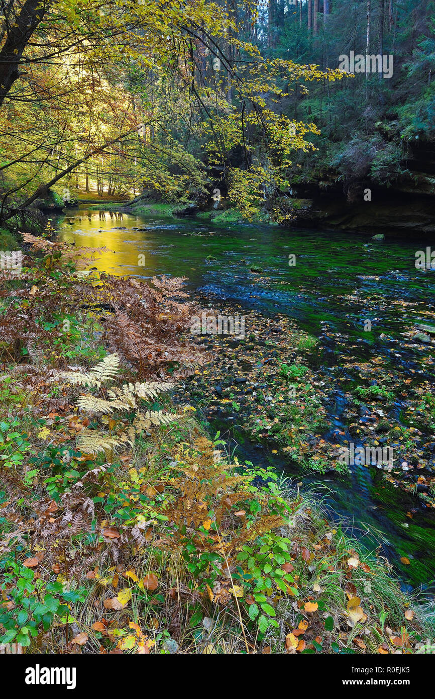 Small river in a forest in autumn. Leaves in water Stock Photo - Alamy