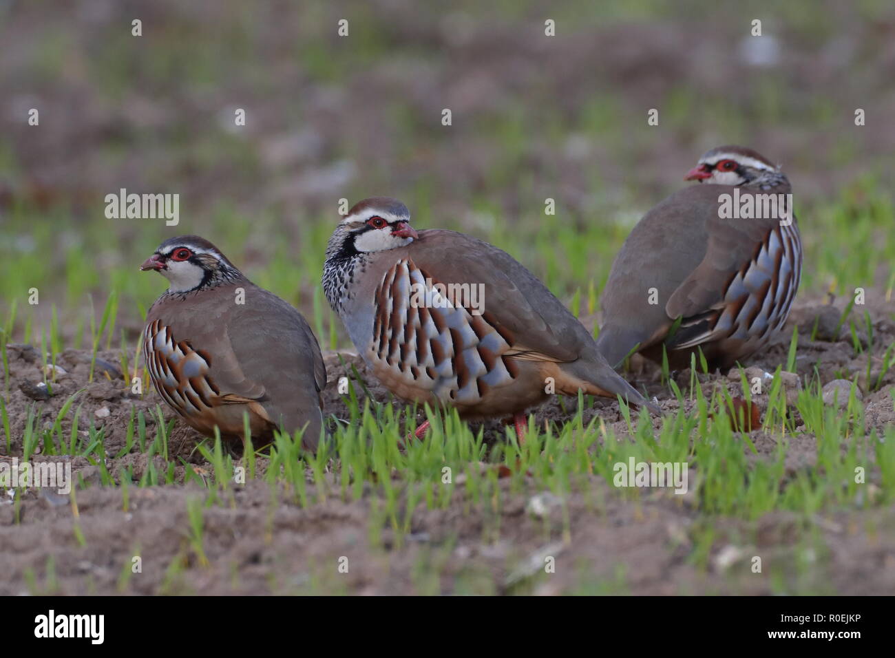 Birds pheasants hi-res stock photography and images - Alamy