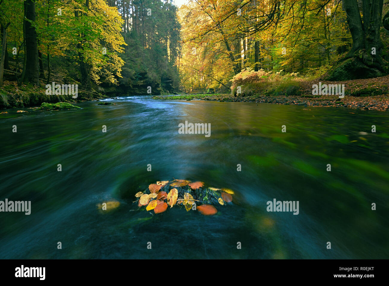 Small river in a forest in autumn. Leaves in water Stock Photo - Alamy