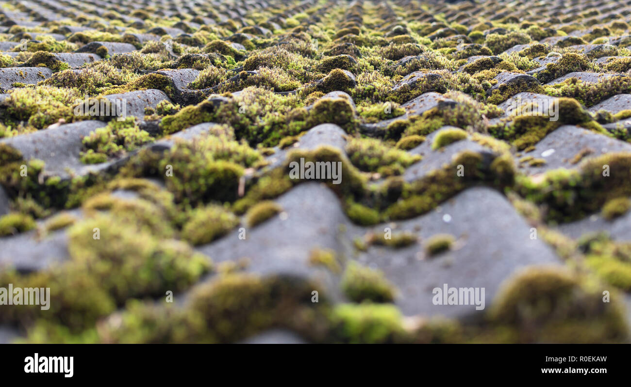 Moss covered house hi-res stock photography and images - Alamy