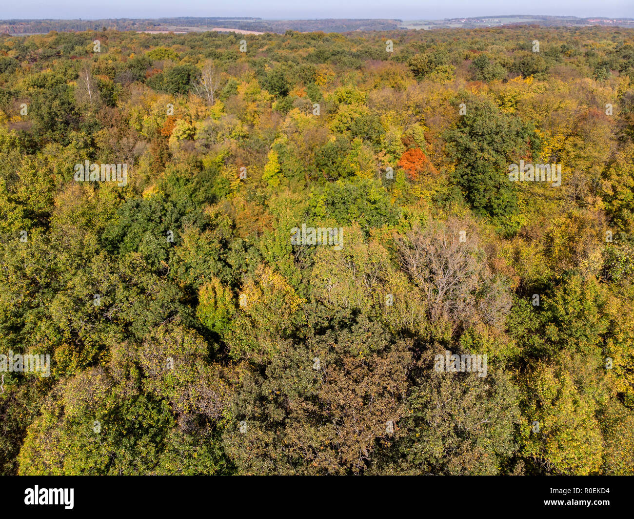 Beautiful green, orange and red autumn forest in Germany from above ...