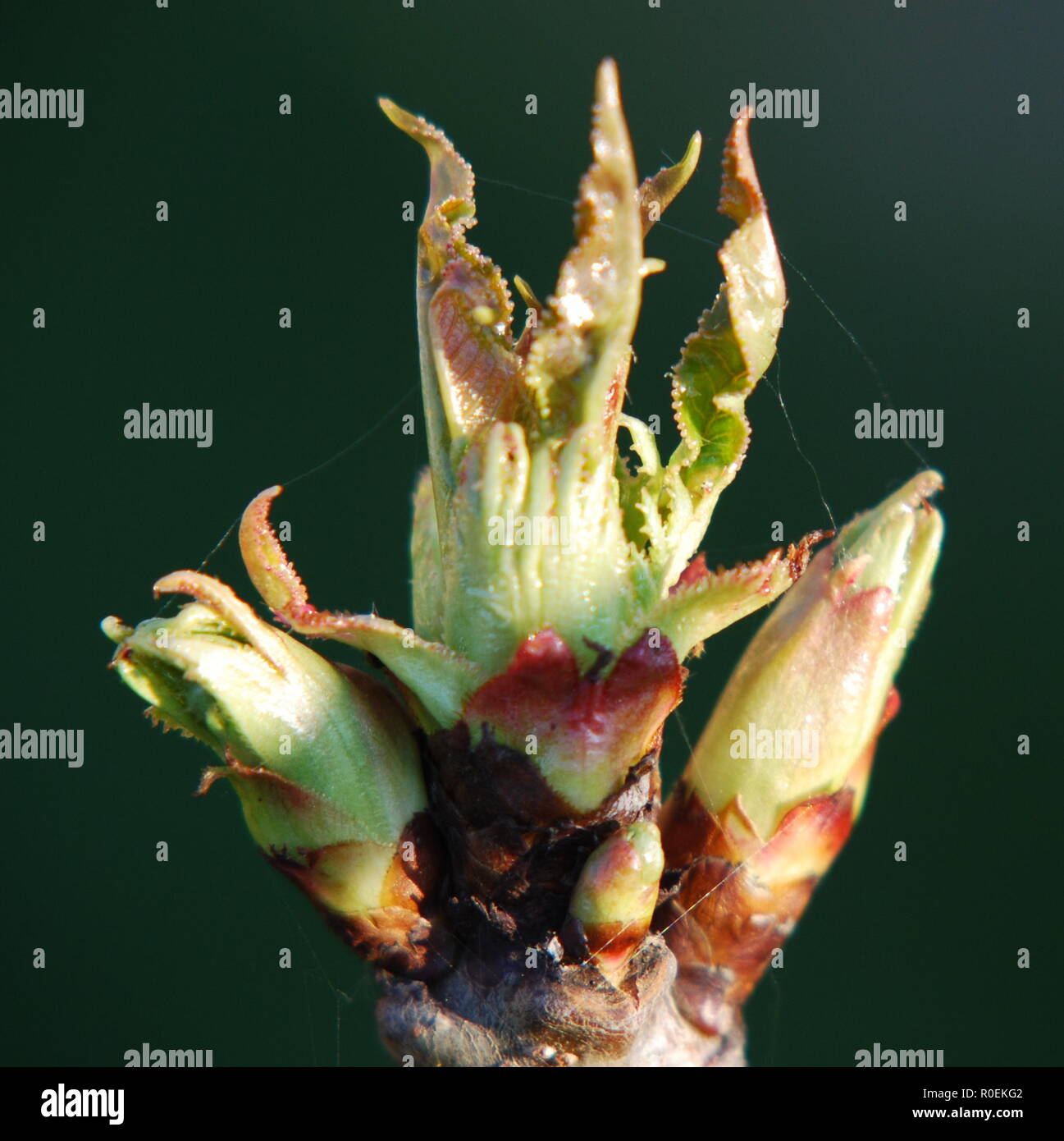 A close up picture of a cherry bud Stock Photo - Alamy