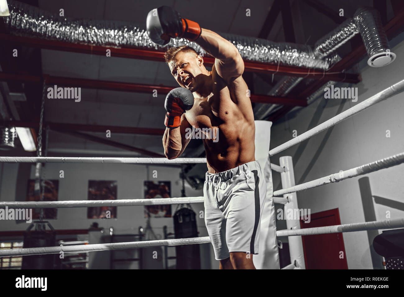 Boxer. Confident young boxer punching, training on the boxing ring ...